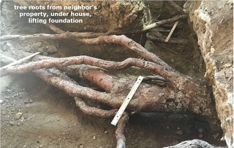 Tree Roots Liability, Damages and Insurance – Turner Law Firm